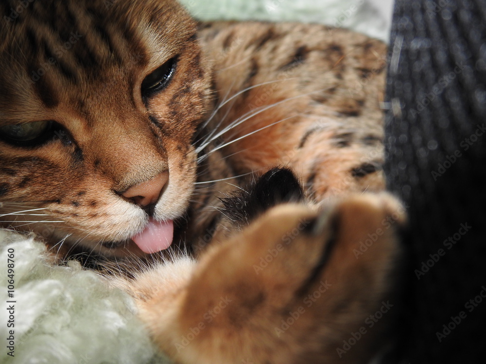 Cute Bengal cat Stock Photo | Adobe Stock