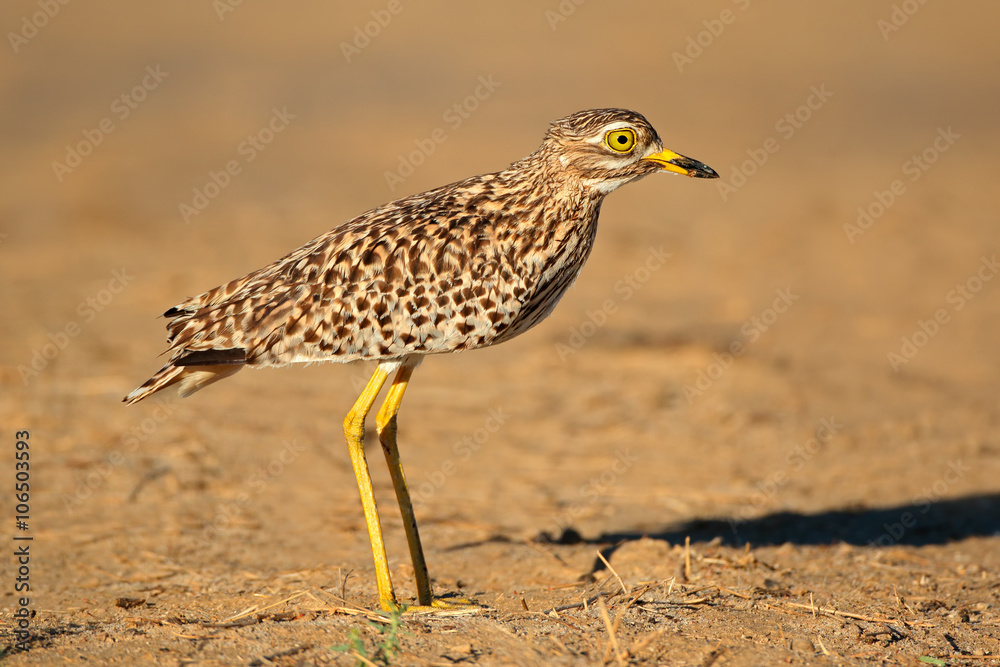 A spotted dikkop (Burhinus capensis) in natural habitat, South Africa ...