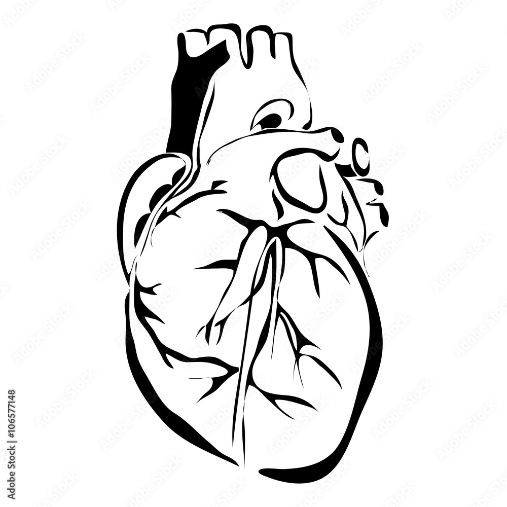 Outline heart human internal organs vector image Stock Vector | Adobe Stock