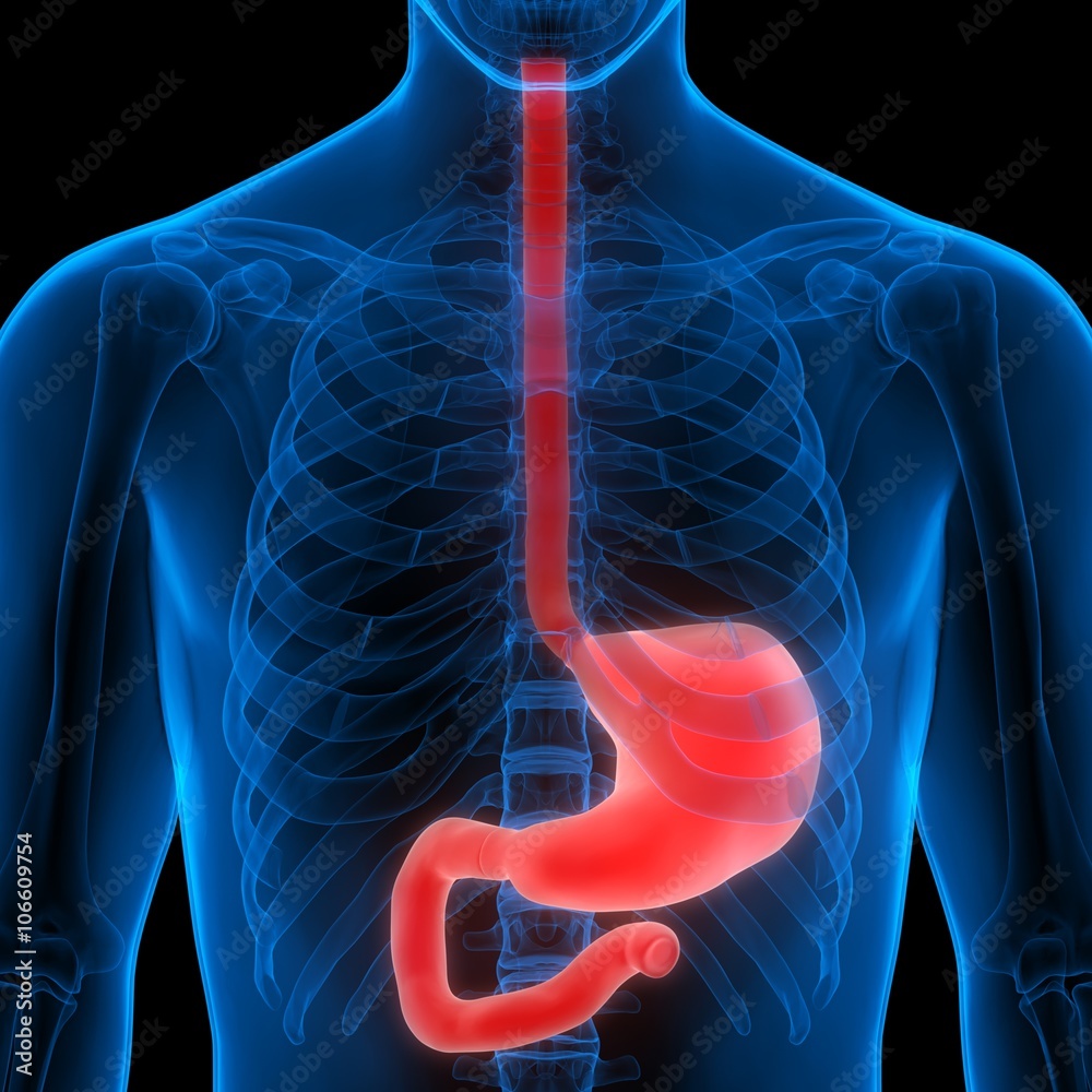 Human Body Organs (Stomach Anatomy) Stock Illustration | Adobe Stock