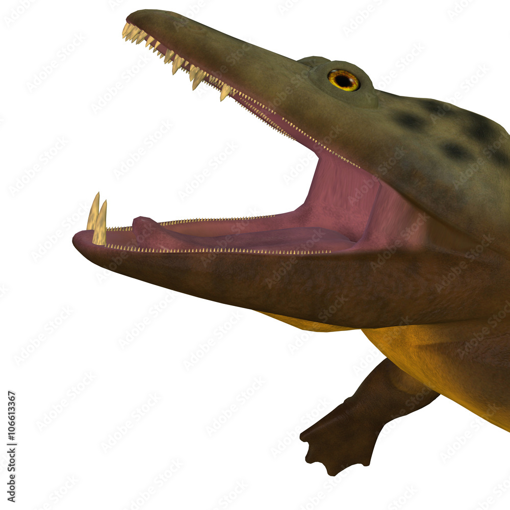Mastodonsaurus Amphibian Head - Mastodonsaurus was an aquatic amphibian ...