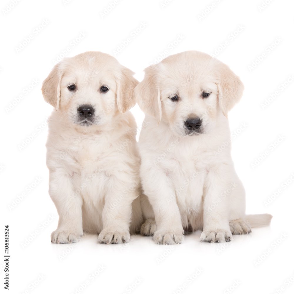 Two Golden Retriever Puppies