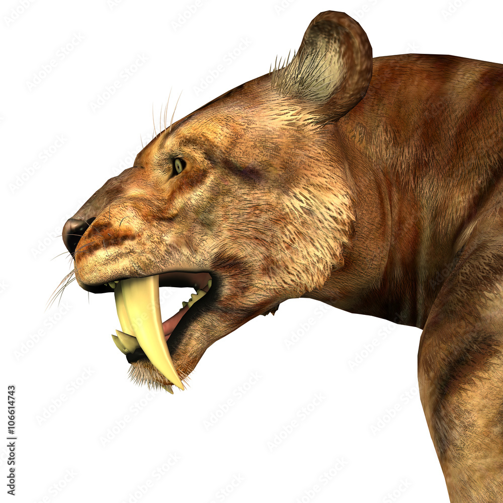 Ilustrace „Saber-tooth Cat Head - The Saber-tooth Cat also called ...