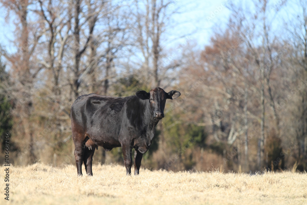 Healthy Black angus cow with udders visible in a fall, winter or spring ...