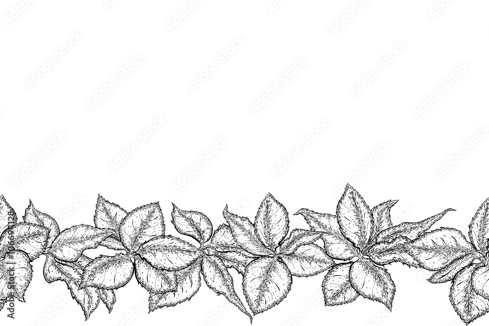 Ink Drawings Of Leaves