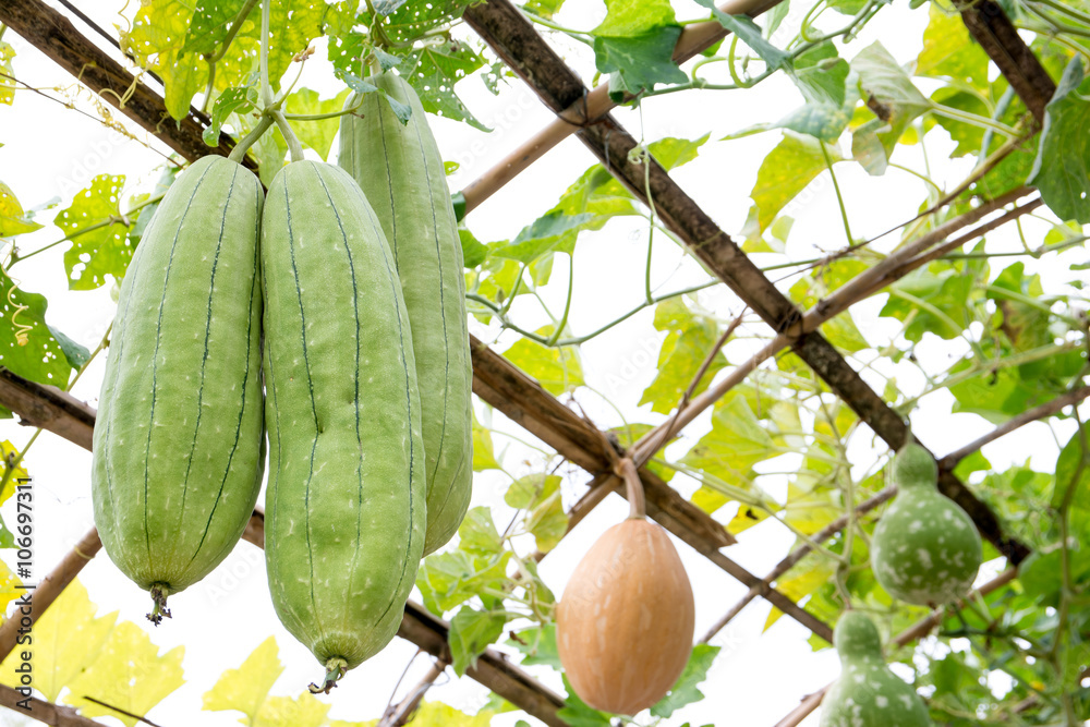 Luffa gourd plant hanging on the bamboo arbor Stock Photo | Adobe Stock