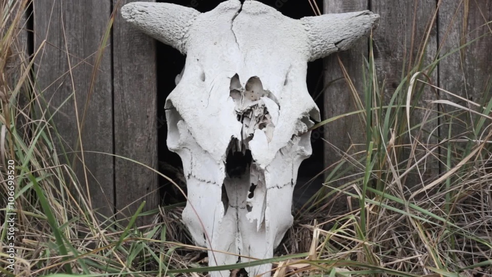 Dented skull of a bull in the Chernobyl zone. The consequences of the ...