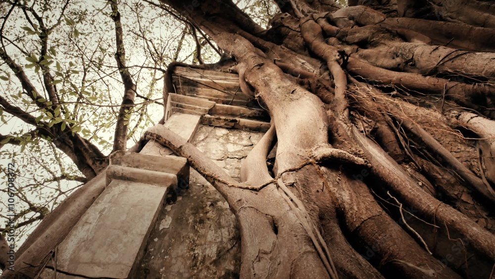 Roots of huge tree hugging an ancient tomb inside the cemetery, bottom ...