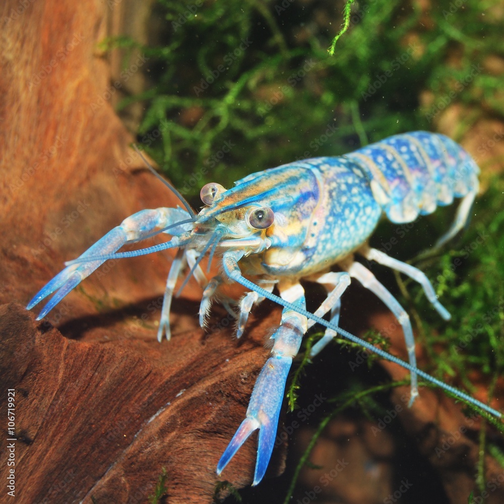 colorful Australian blue crayfish - cherax quadricarinatus in aquarium ...