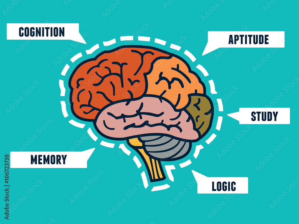 Capabilities of the human brain. Mindmap and infocharts Stock Vector ...