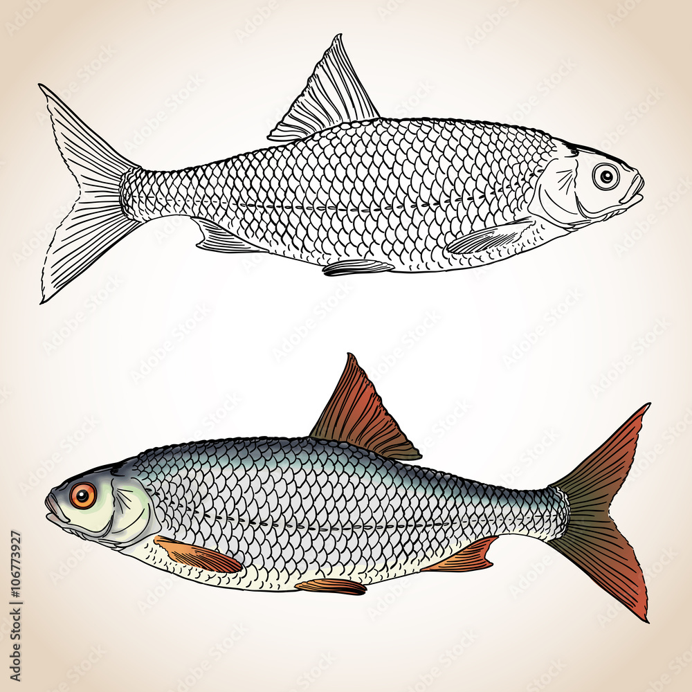 Realistic freshwater fish - common roach (Rutilus). Two fishes: first ...