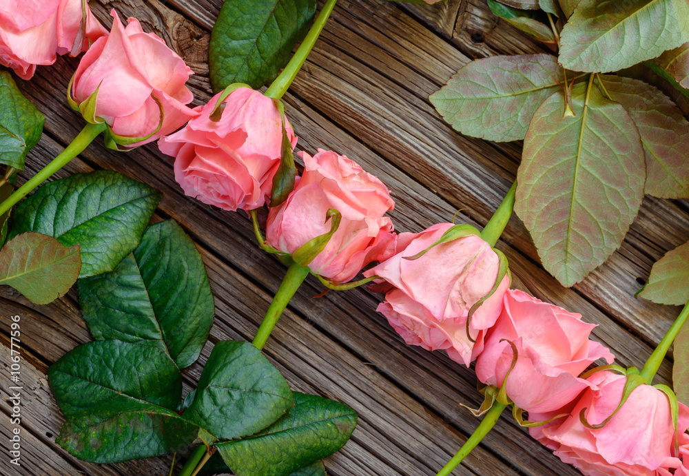 Close up on reverse facing rows of pink roses Stock Photo | Adobe Stock