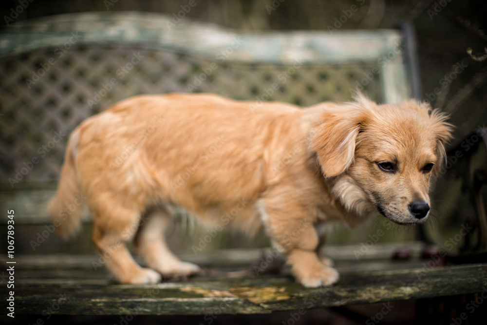 trauriger Hund Stock-Foto | Adobe Stock