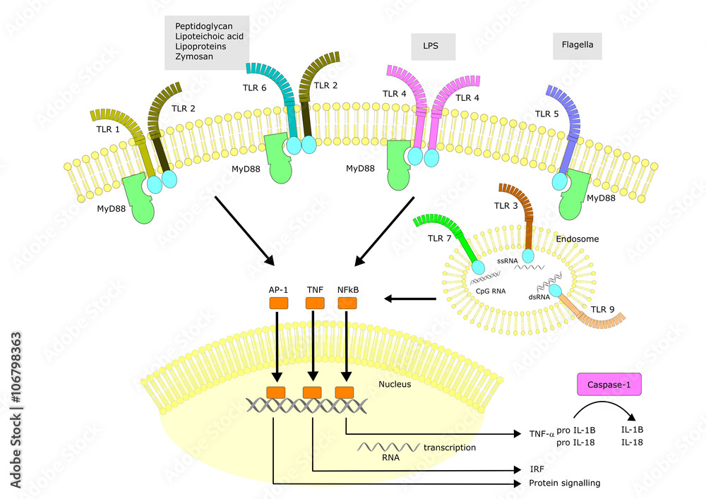 The toll-like receptors family (tlr) and their actions Stock Vector ...