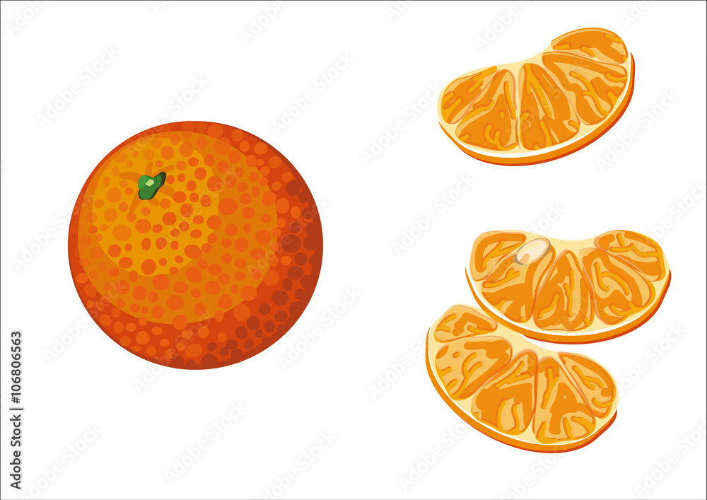 mandarin Stock Vector | Adobe Stock