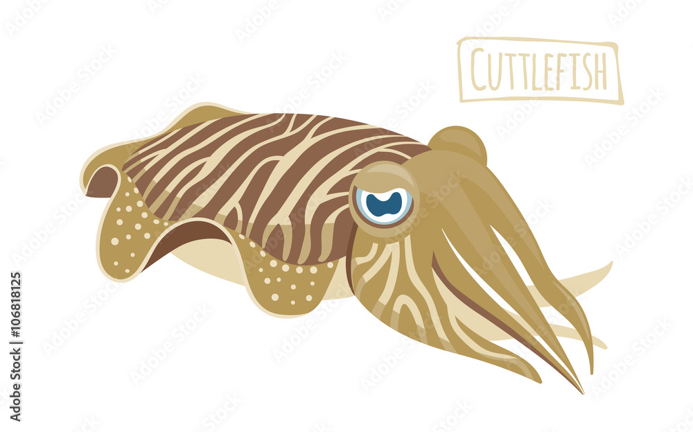 Cuttlefish Illustration
