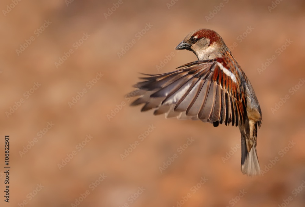 House Sparrow Male Flying