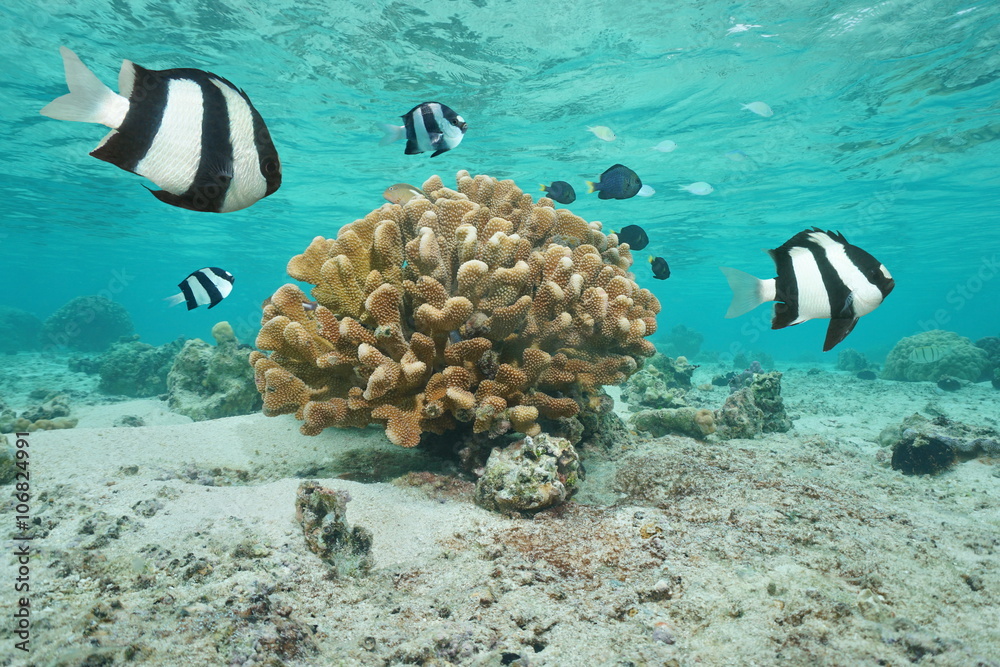 Foto Stock Tropical fish whitetail dascyllus damselfish on foreground ...