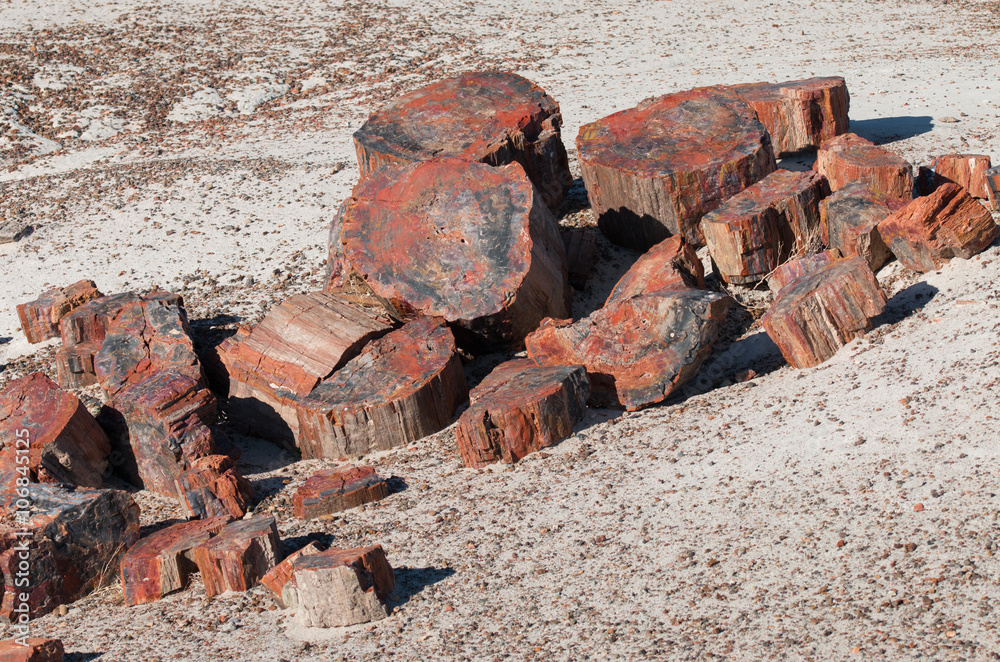 Petrified log broken into pieces Stock Photo | Adobe Stock