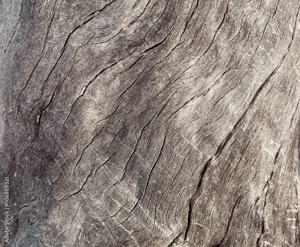 Texture of tree background and Wall of tree texture Stock Photo | Adobe ...