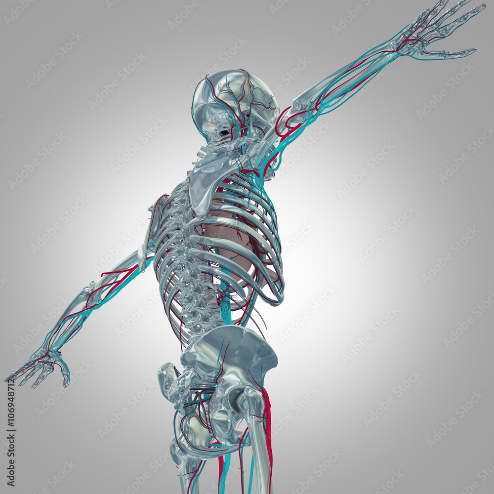 Human skeleton with vascular system, veins. 3D Illustration. Stock ...
