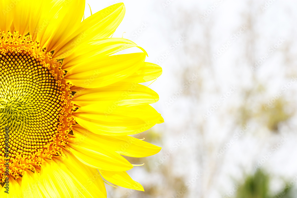 Half a sunflower flower on blur background and space for text Stock ...