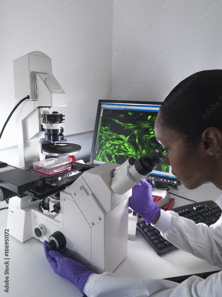 Female researcher using inverted microscope to view stem cells ...