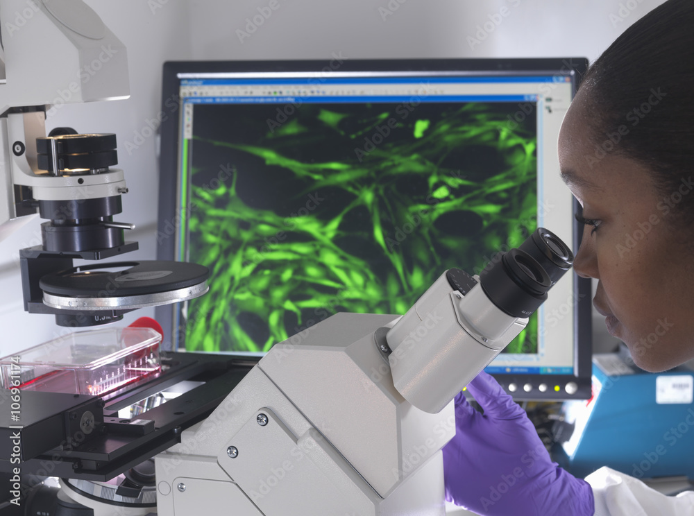 Female researcher using inverted microscope to view stem cells ...
