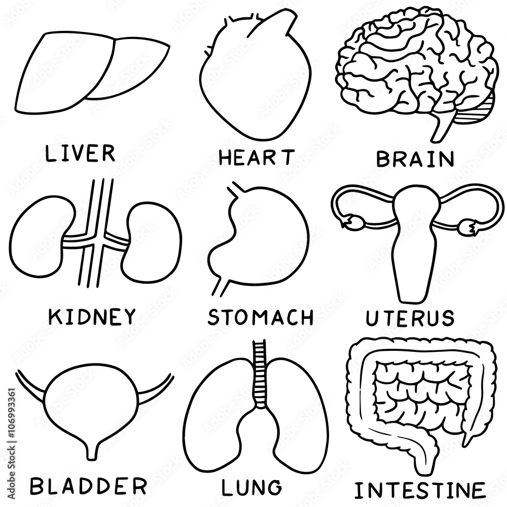 vector set of internal organ cartoon Stock Vector | Adobe Stock