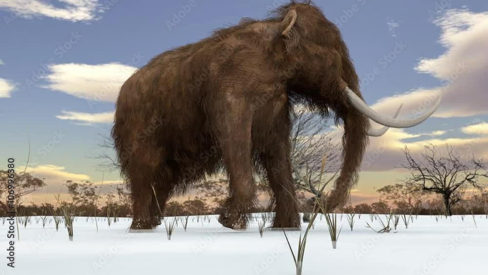 An animation of a Woolly Mammoth walking through a snowy field while ...