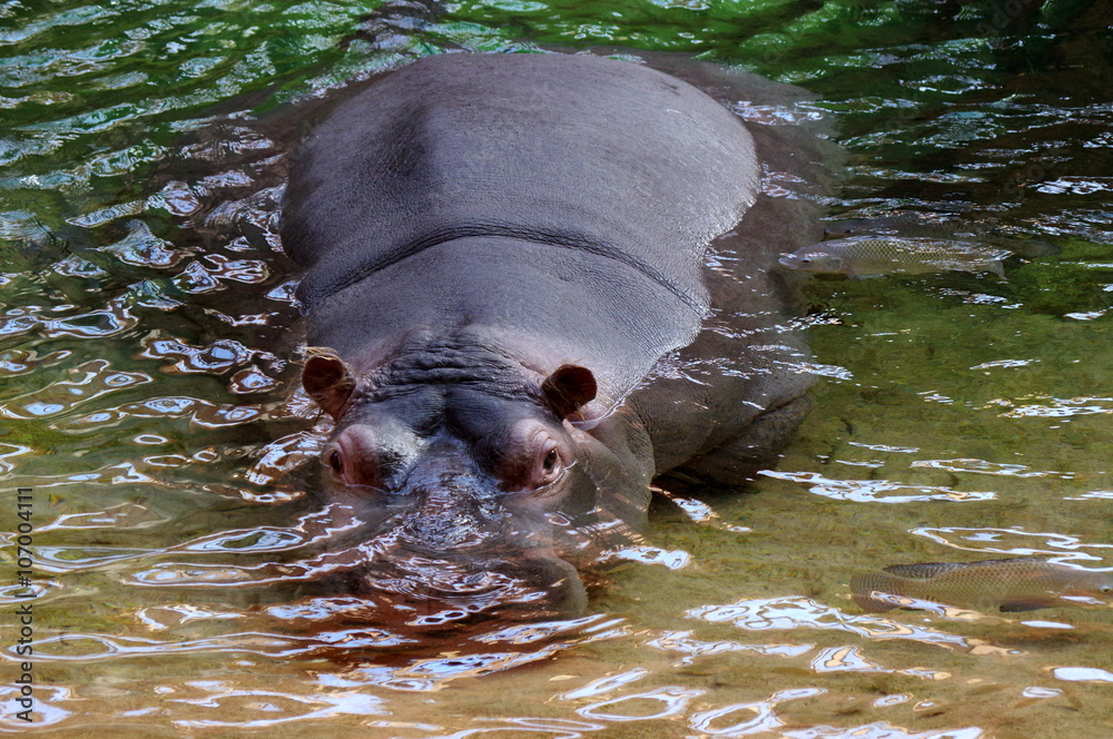 hipopotam Stock Photo | Adobe Stock