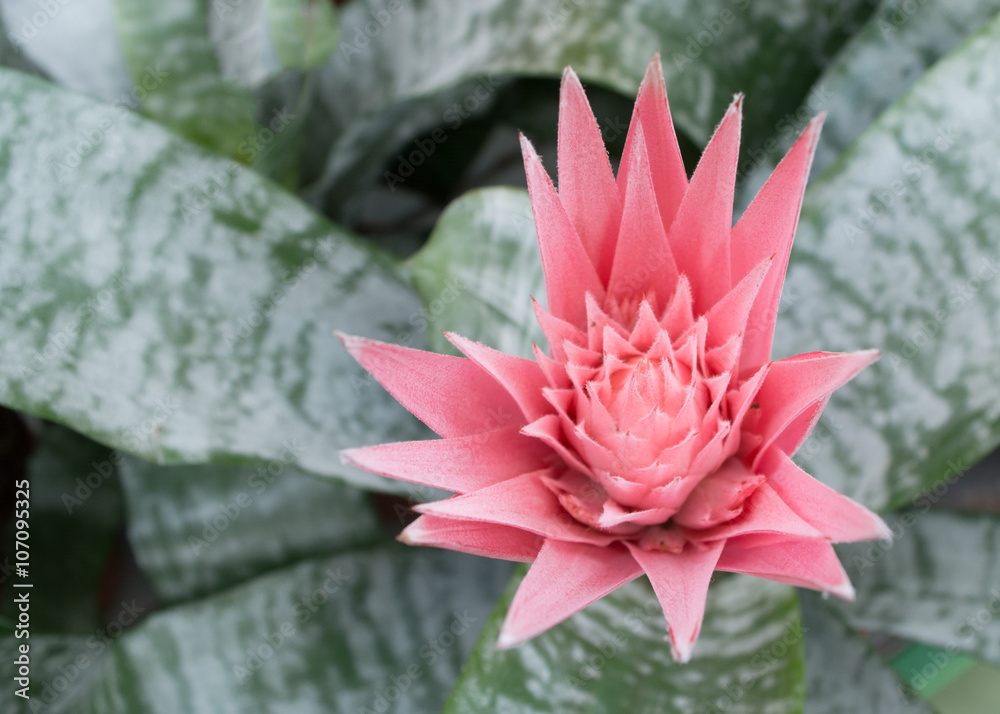 Aechmea. Bromeliad flower in bloom in springtime (Aechmea fasciata ...