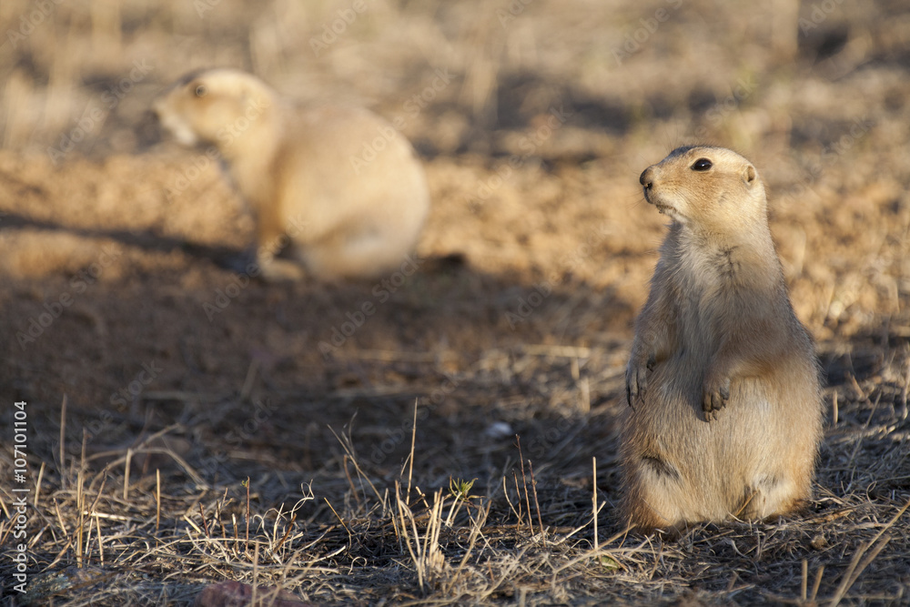 Prairie Dogs Standing