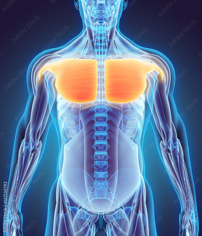 3D illustration of Pectoralis Major. Stock Illustration | Adobe Stock