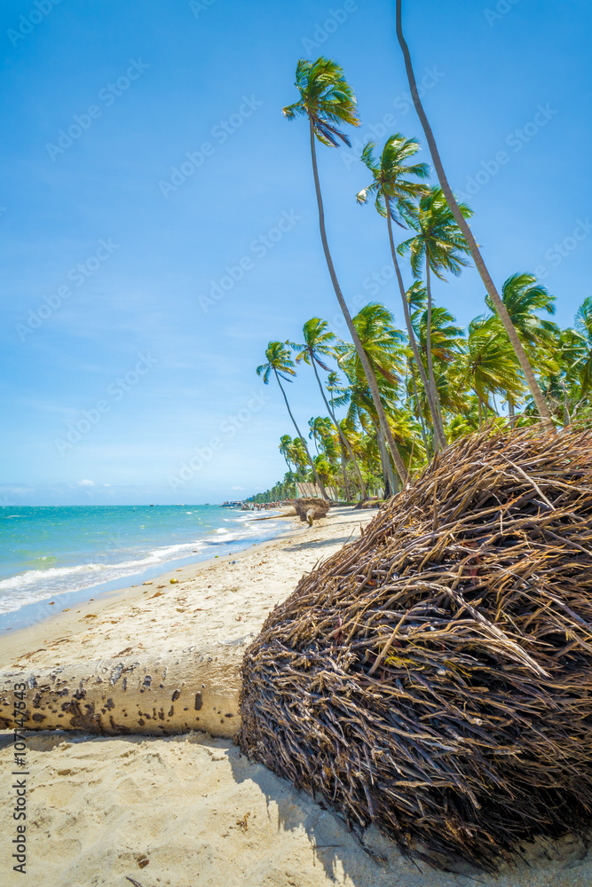 Coconut tree roots Stock Photo | Adobe Stock