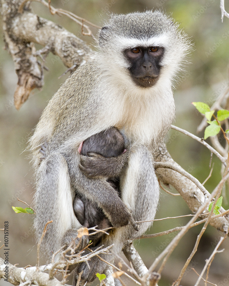 Mother and Baby...Carried like a mom, watching and protecting. These ...