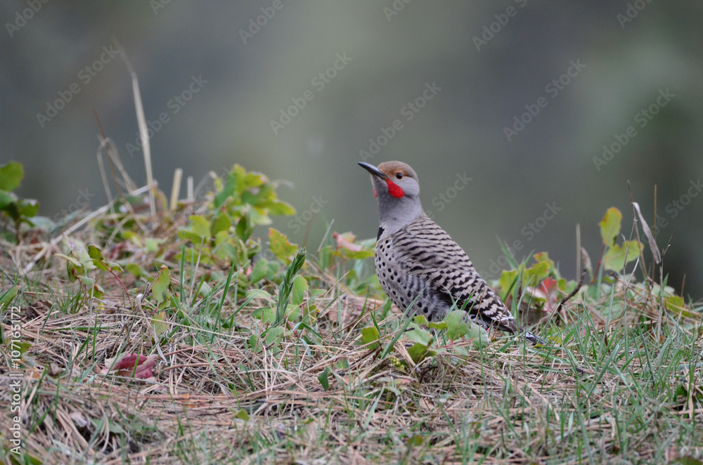 Southwest USA Beautiful Gilded flicker large common woodpecker gray ...