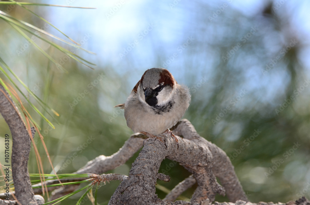 Southwest USA Beautiful Black bill Male House Sparrow Black mask ...