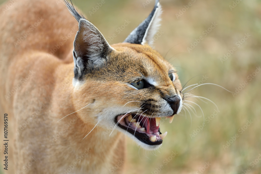 Fotografia do Stock: Caracal portrait in Namibia | Adobe Stock