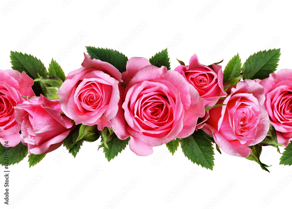 Rose flowers line Stock Photo | Adobe Stock