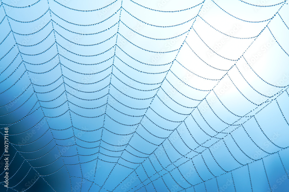 Spider Web Stock Photo | Adobe Stock