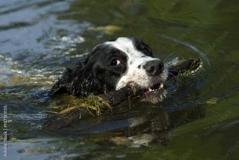 Does The English Springer Spaniel Like To Swim