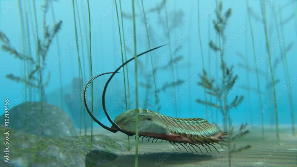 An animation of a Trilobite moving about on a Cambrian Period (400 ...