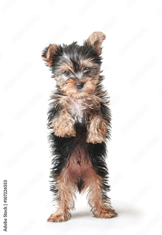 Little puppy standing Stock Photo | Adobe Stock