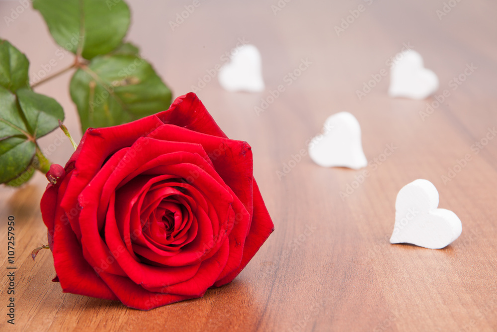 Rose Valentinstag Stock-Foto | Adobe Stock