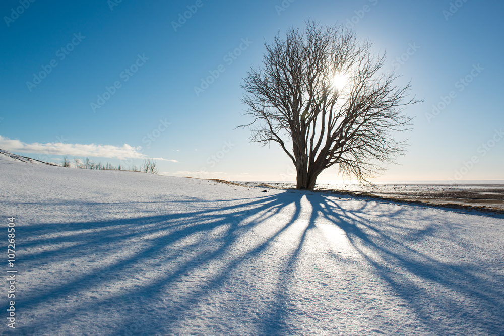 Winter day, tree with shadow and sun, Iceland Stock Photo | Adobe Stock