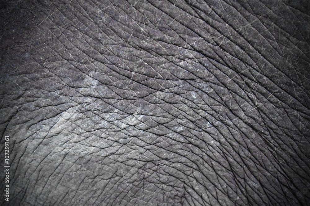 texture of elephant skin use for background Stock Photo | Adobe Stock