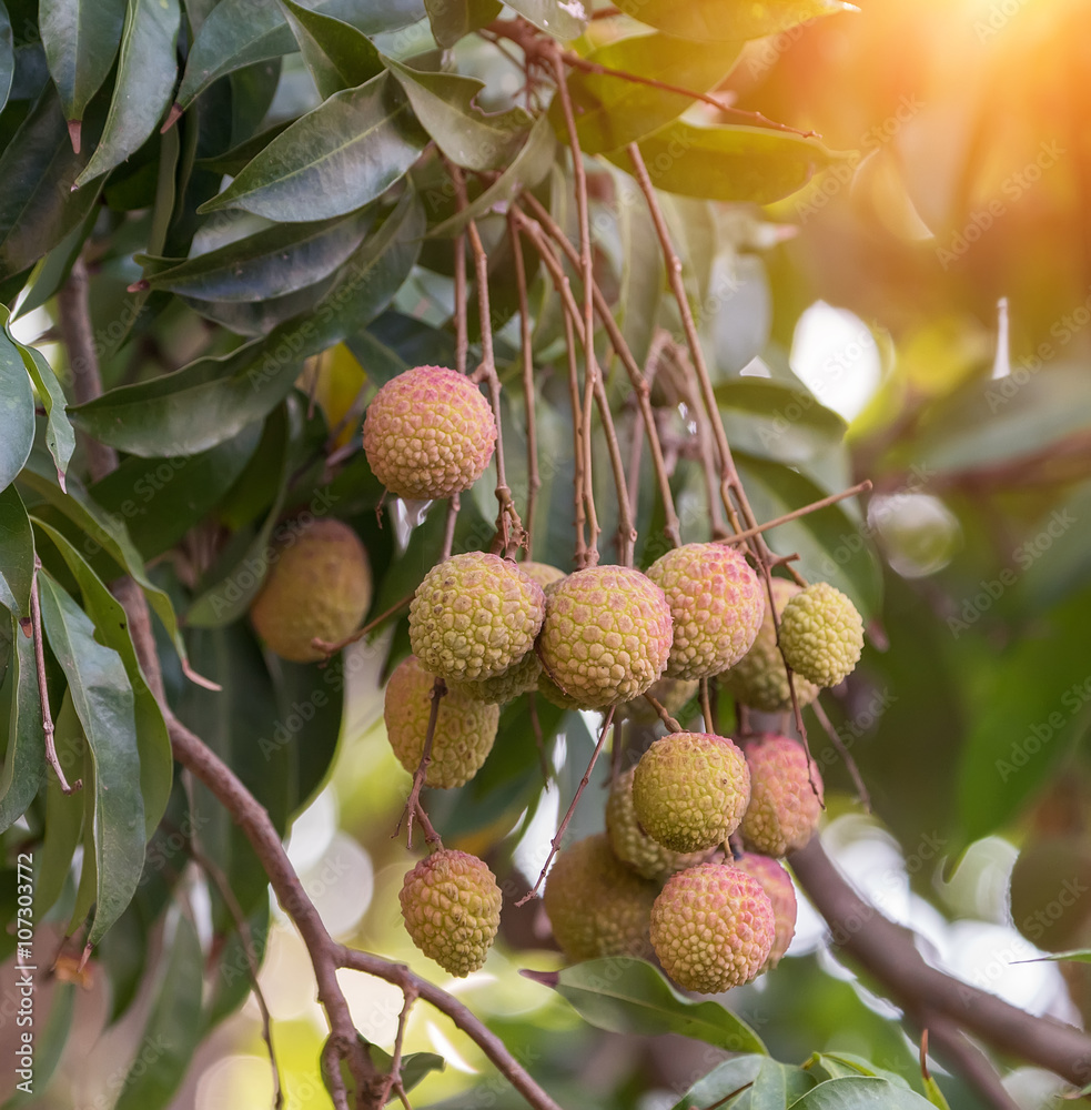 Brown Lychee Fruit