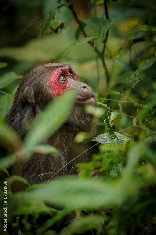 Stump-tailed macaque with a red face in green jungle/Stump-tailed ...