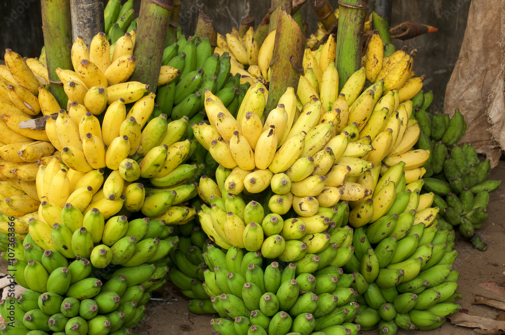 Bananenstauden Stock Photo | Adobe Stock